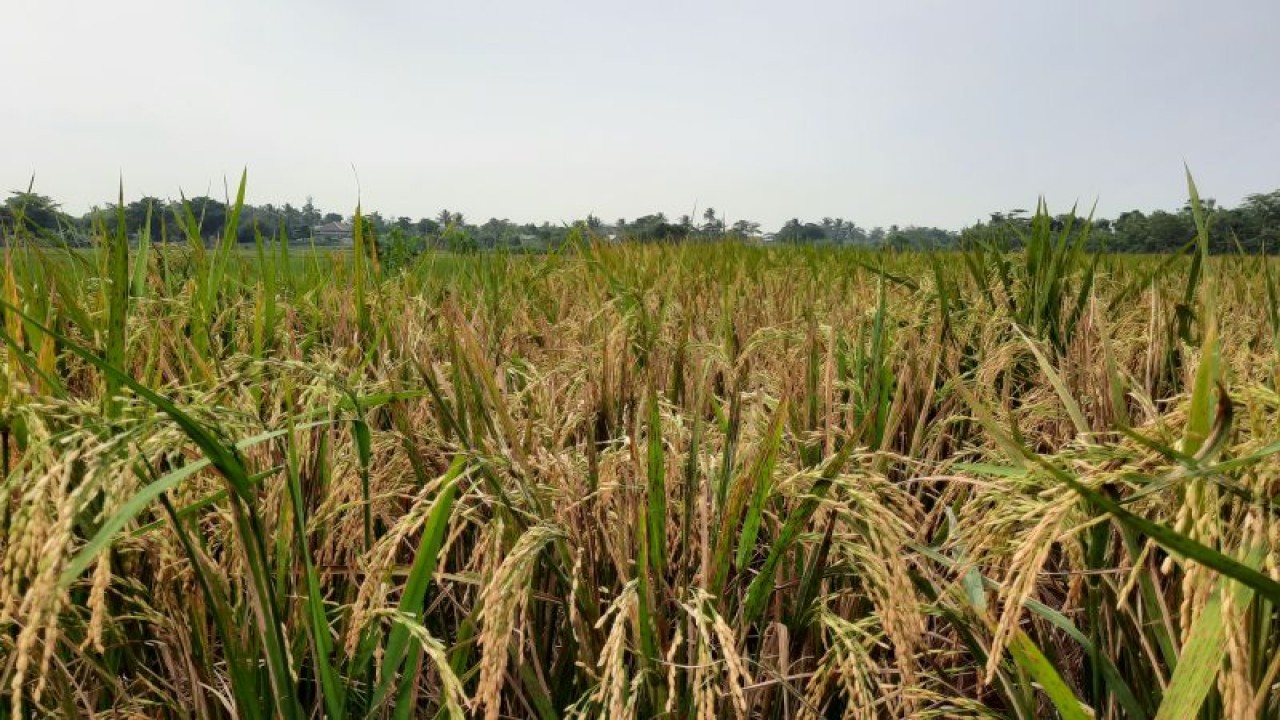 Ribuan Hektare Sawah di Tangerang Terancam Kekeringan Ribuan Hektare Sawah di Tangerang Terancam Kekeringan